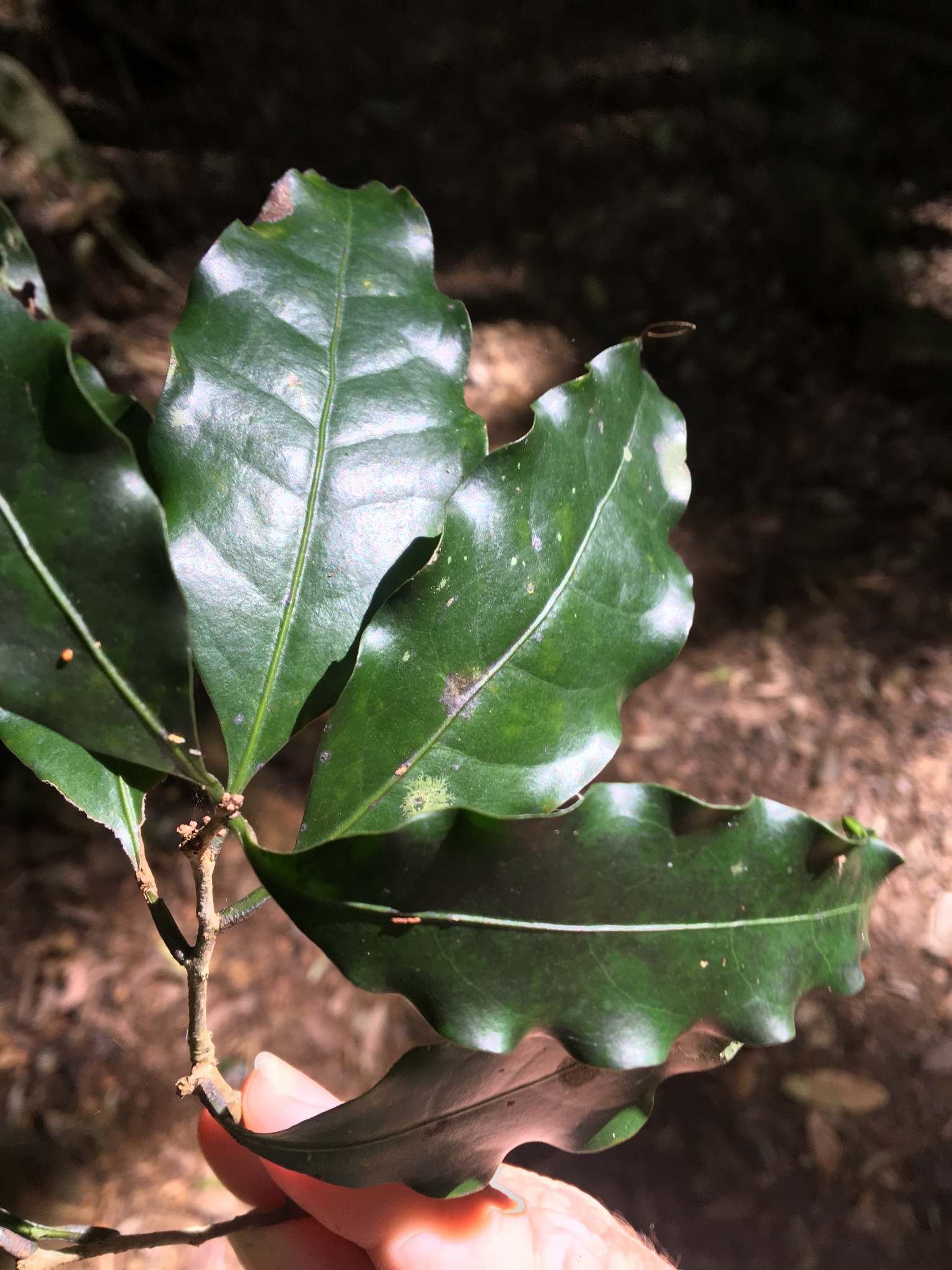 Cryptocarya bidwillii Meisn.