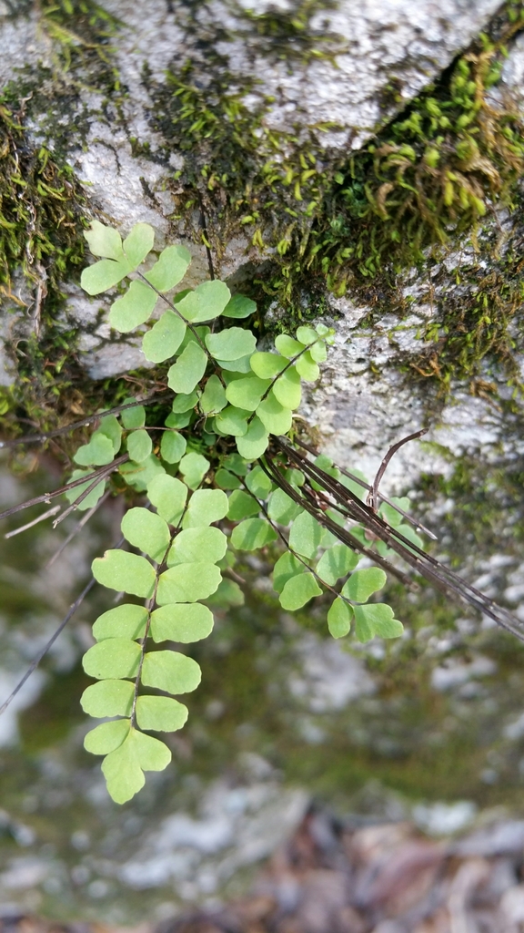 maidenhair spleenwort in February 2018 by Mary Shew. New for park, if ...