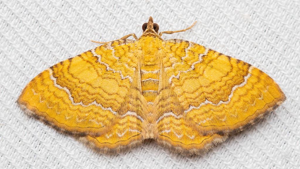 Yellow Shell Moth from Eichgraben, Austria on June 19, 2021 at 12:43 AM ...