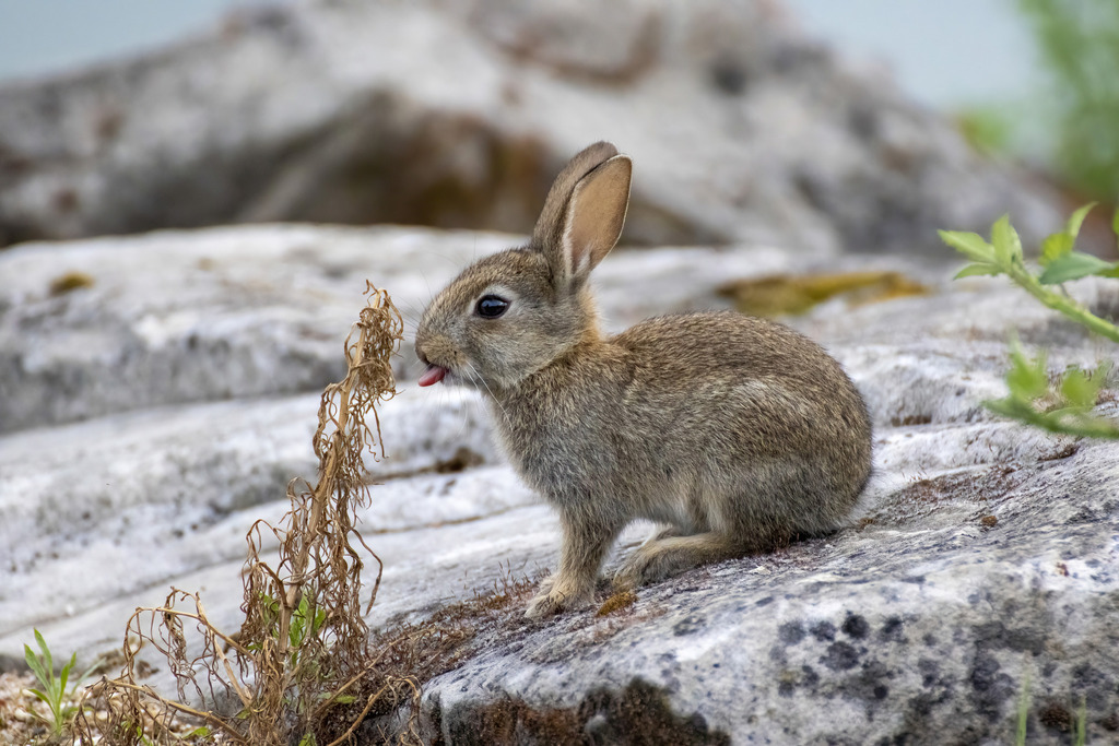 European Rabbit from 92230 Gennevilliers, France on June 19, 2021 at 06 ...
