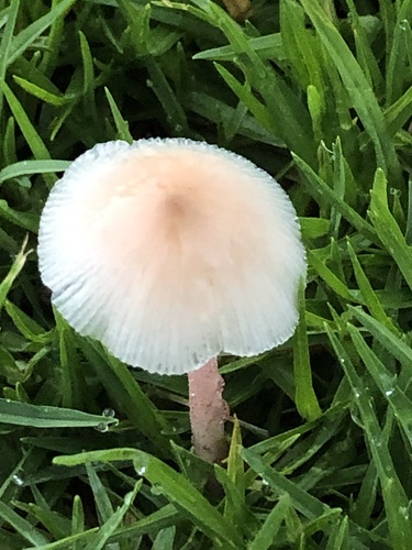 Rosa gulhat (Bolbitius coprophilus)