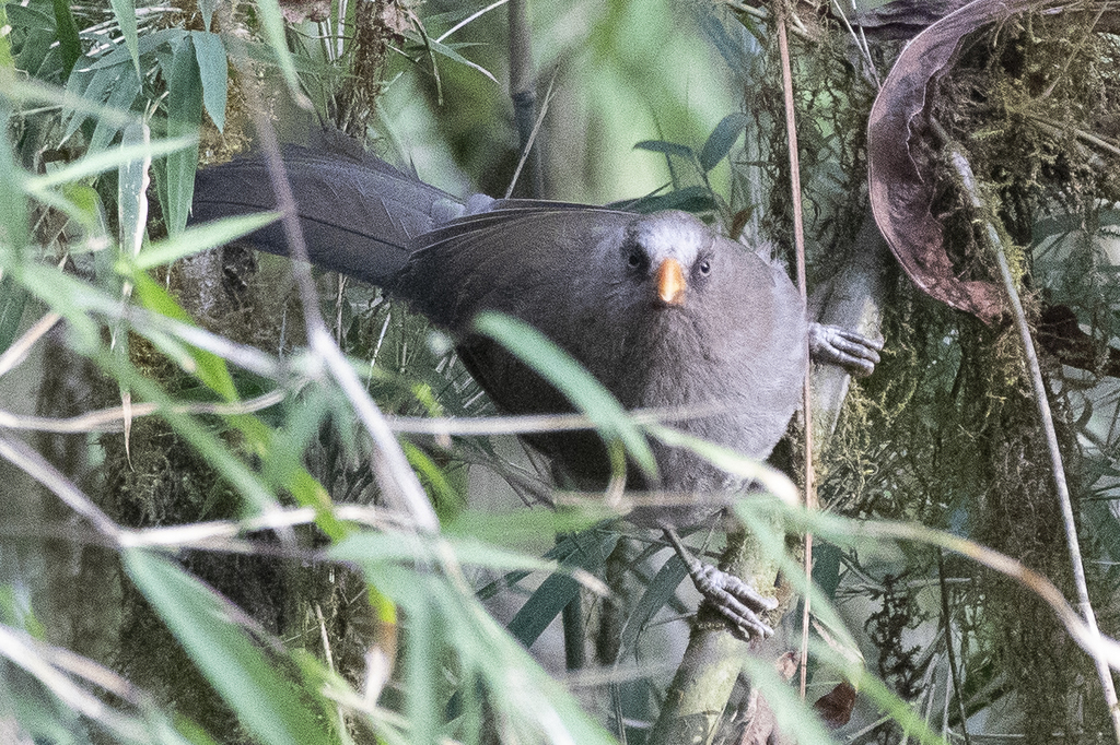 Great Parrotbill (Conostoma aemodium) - Avian Discovery