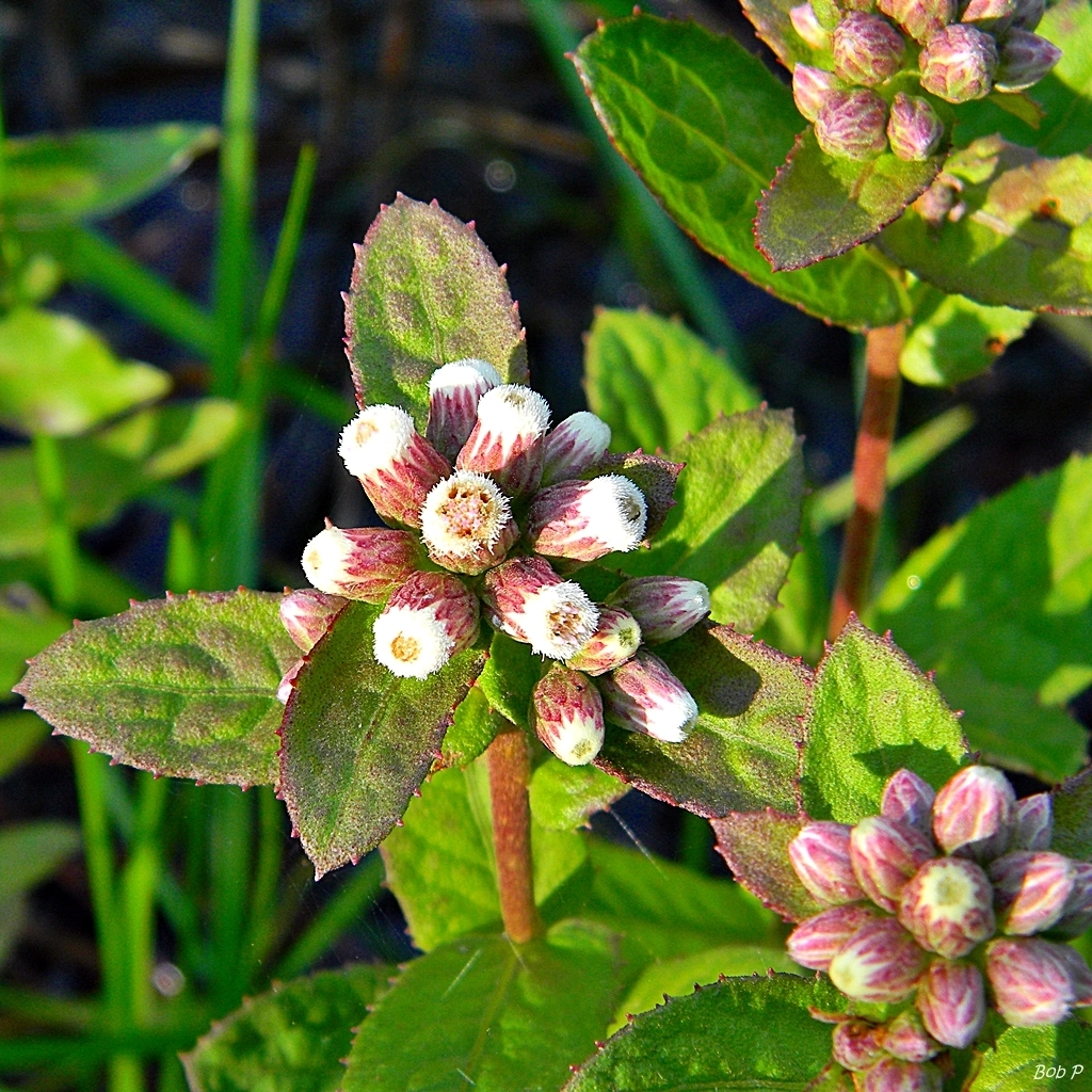 Pluchea foetida (Flora and Fauna of North Carolina) · iNaturalist