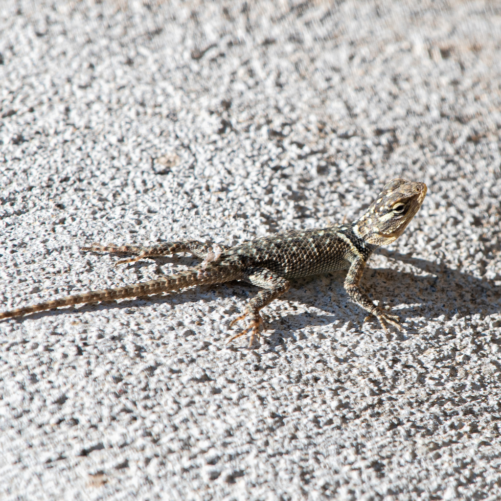 Blue Spiny Lizard from Fuentes del Valle, 66220 San Pedro Garza García ...