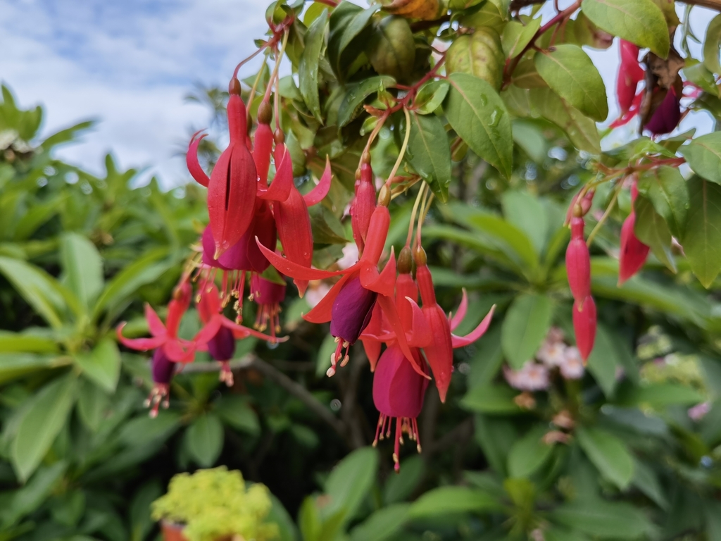 hybrid fuchsia from Chiapas, 30110 México on June 14, 2021 at 10:19 AM ...