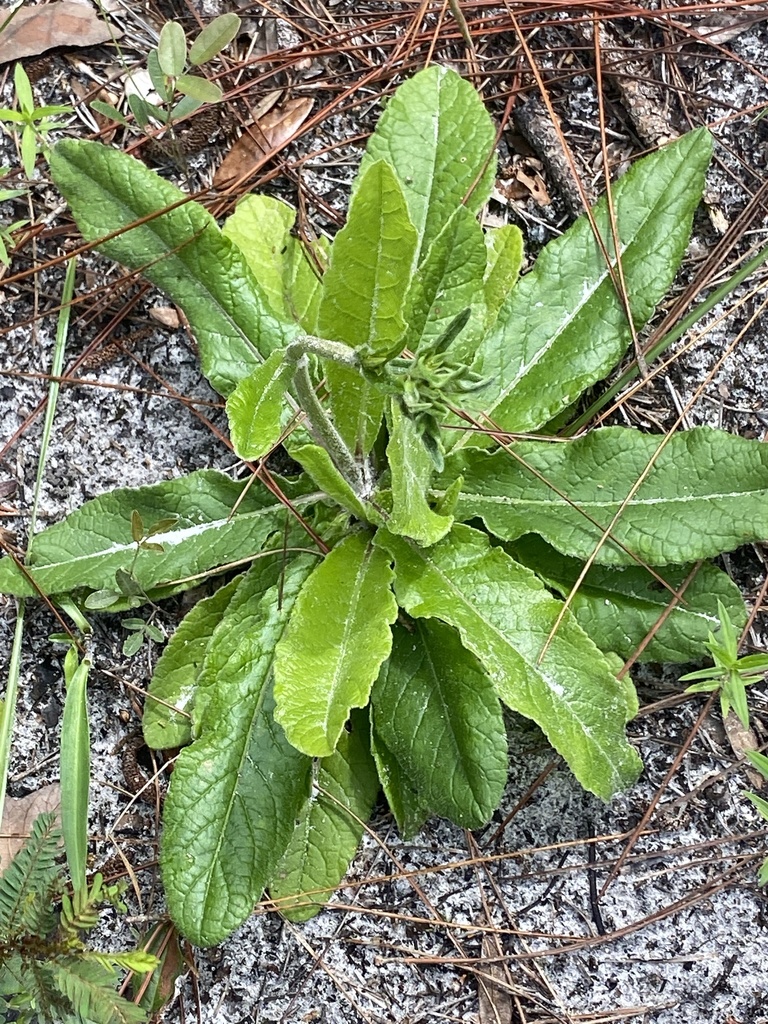 Tall Elephant's-foot (Elephantopus elatus) - Botanical Realm