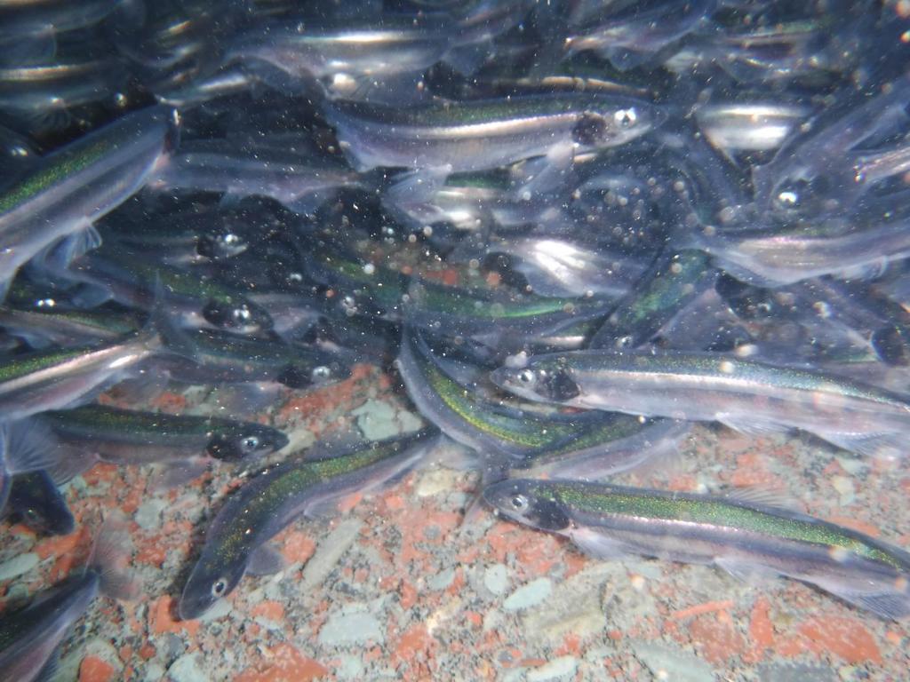 Capelin (Mallotus) - Marine Life Identification