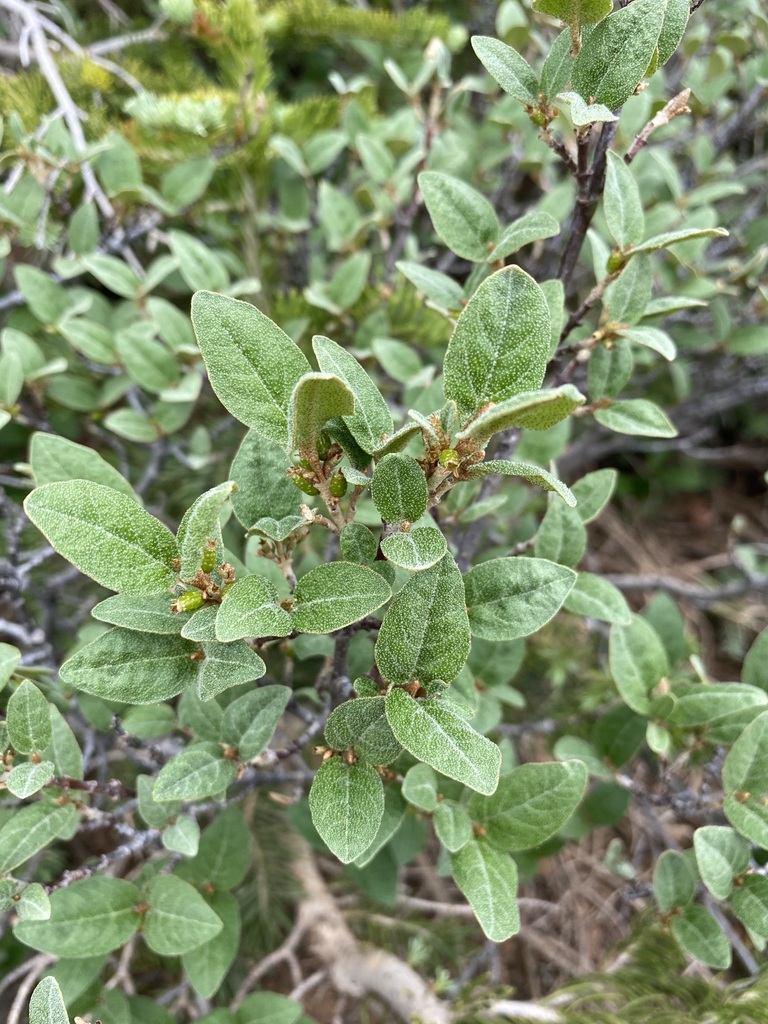 Canadian buffalo-berry from Cedar Breaks National Monument, Iron, Utah ...