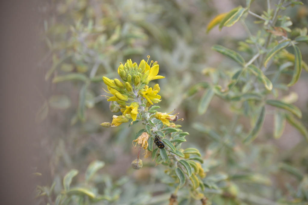 Bladderpod from Ventura County, CA, USA on June 18, 2021 at 12:28 PM by ...