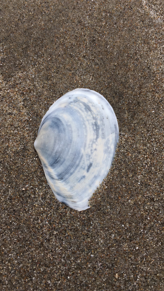 Bent-nosed Clam from Ventura County, US-CA, US on June 19, 2021 at 09: ...