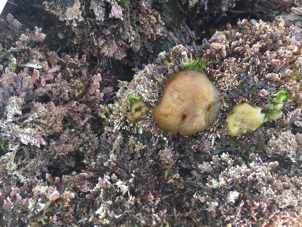Colpomenia peregrina (Multi-Agency Rocky Intertidal Network ) · iNaturalist