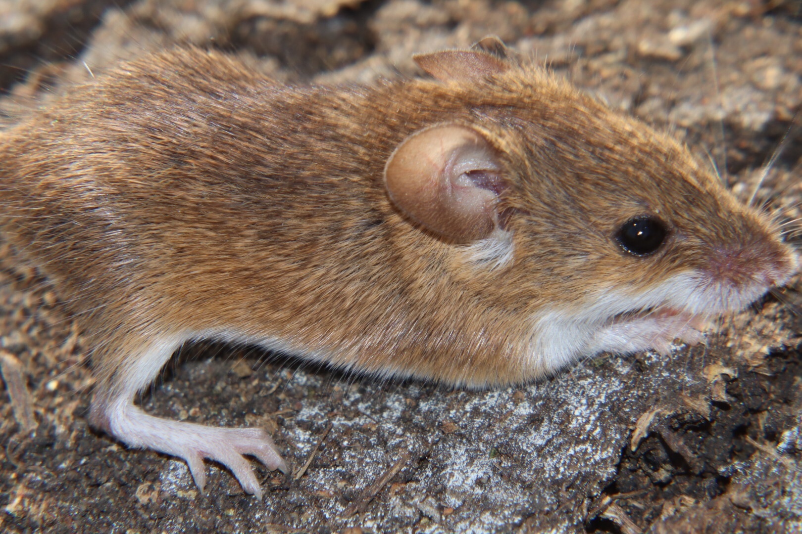 Mus indutus (Thomas, 1910)