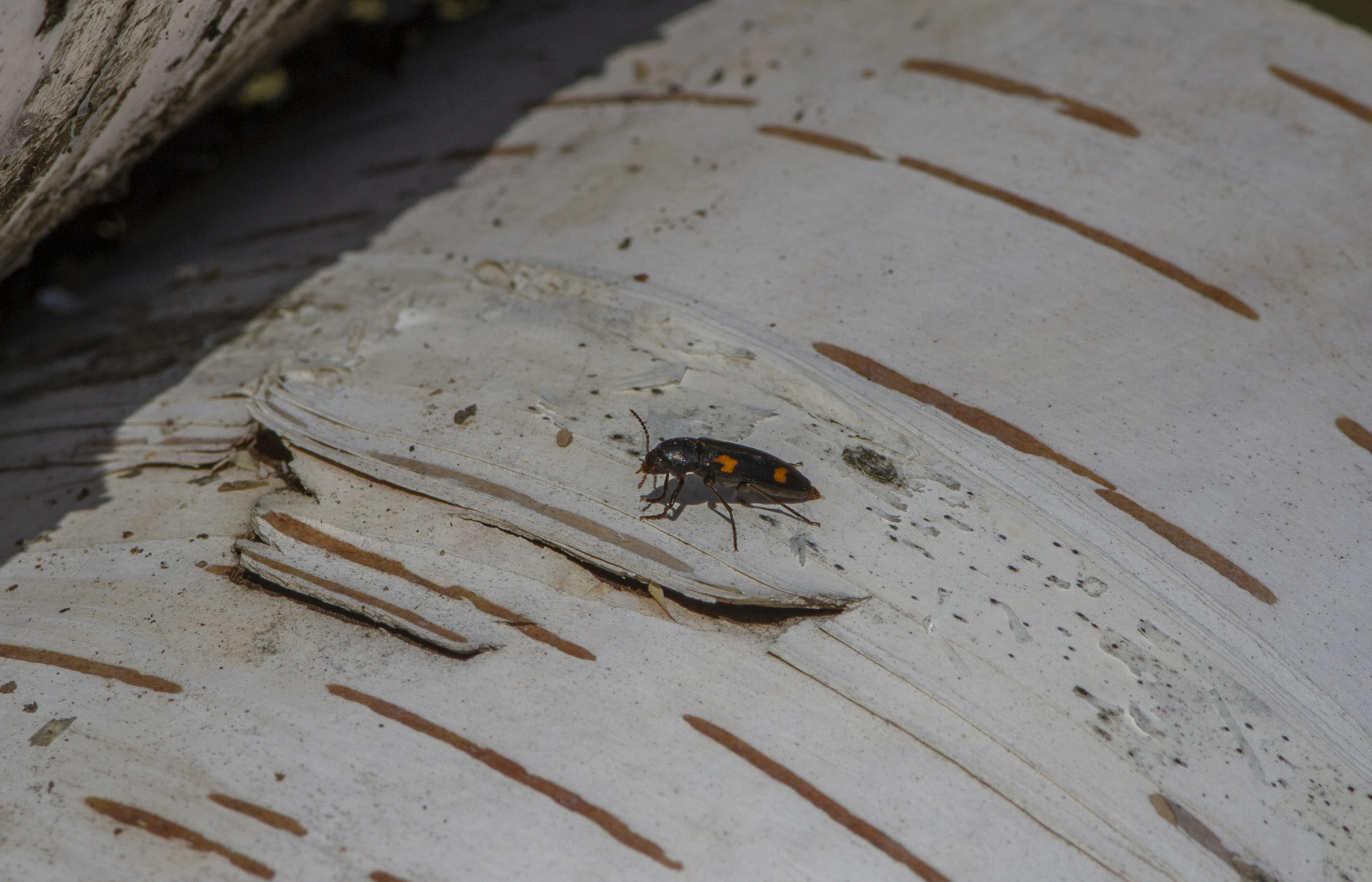 Dircaea quadriguttata (Paykull, 1798)