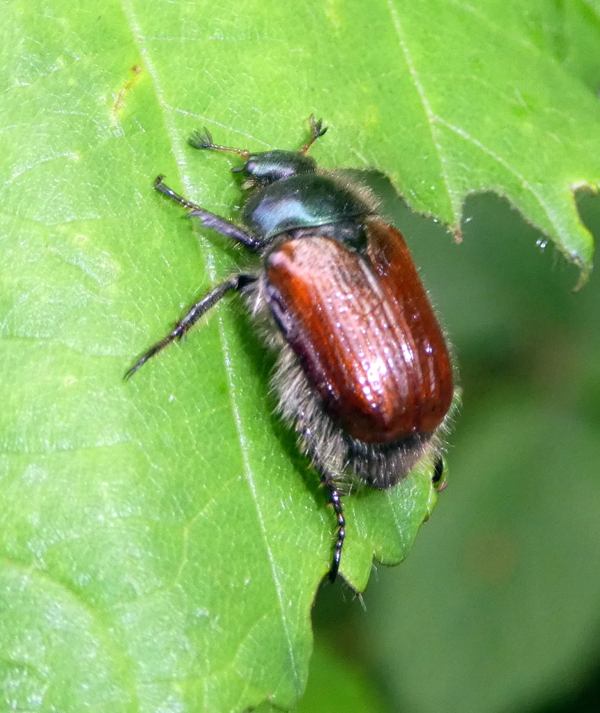 Garden Chafer from Nijkerk, Nederland on June 19, 2021 at 01:47 PM by ...