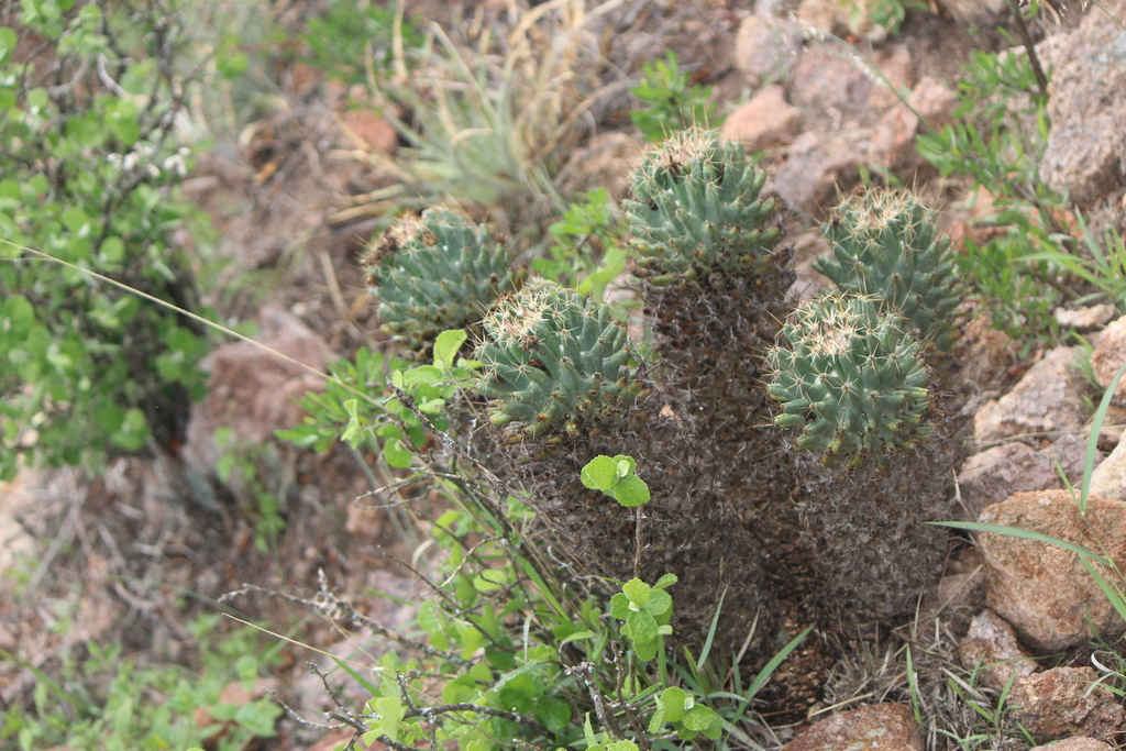 Coryphantha octacantha from Cadereyta, Qro., México on June 17, 2021 at ...
