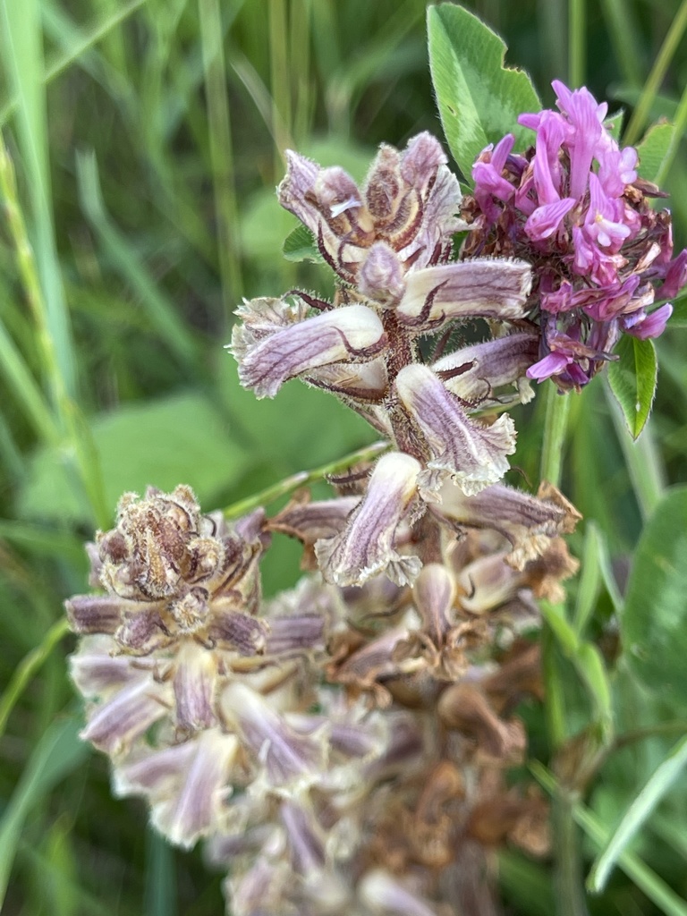 Common Broomrape from Dormanstown, Redcar, England, GB on June 19, 2021 ...