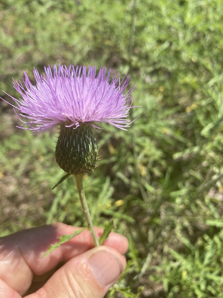Texas Thistle from N Bowman Springs Rd, Arlington, TX, US on June 19 ...
