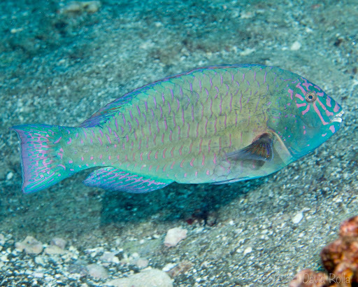 Star-eye Parrotfish (Fishes of Richardson Beach Ocean Park Hilo Hawaii ...