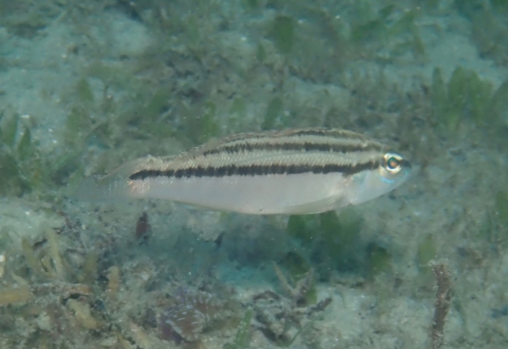 Dwarf Sand Perch (Diplectrum bivittatum) - Marine Life Identification