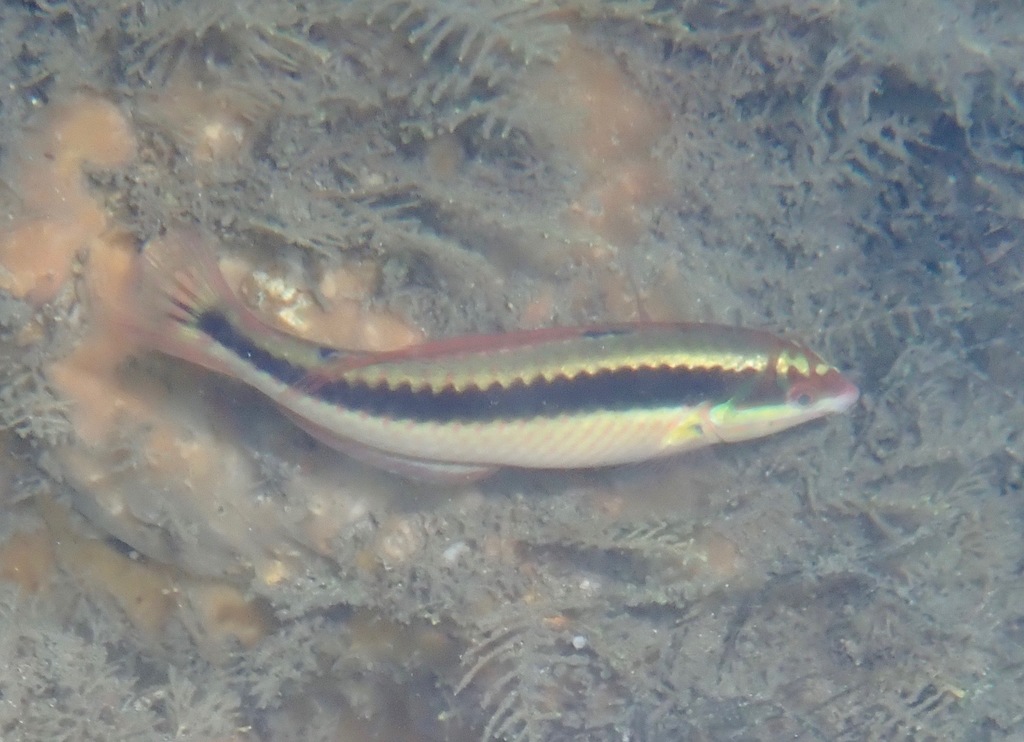 Clown Wrasse from Blue Heron Bridge, Riviera Beach, FL, USA on July 25 ...