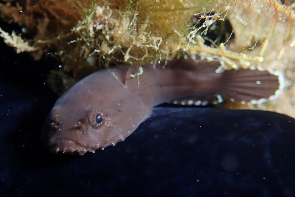 Skilletfish (Gobiesox strumosus) - Marine Life Identification