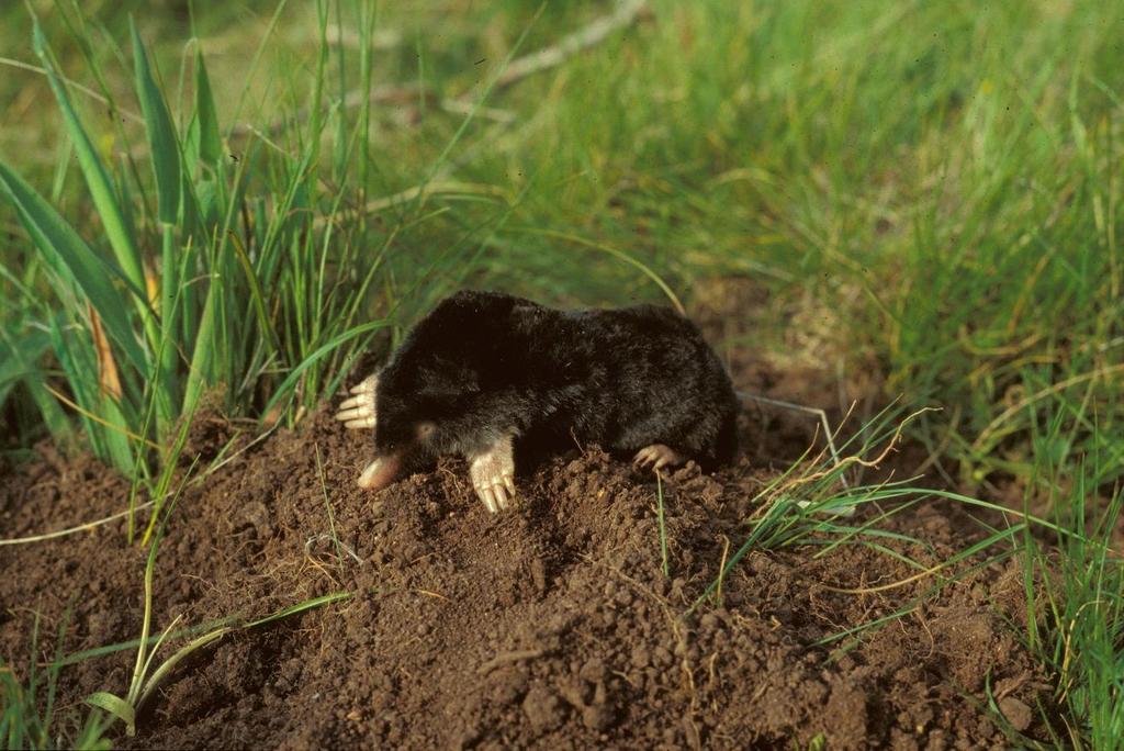 (Talpa) - Know Your Mammals