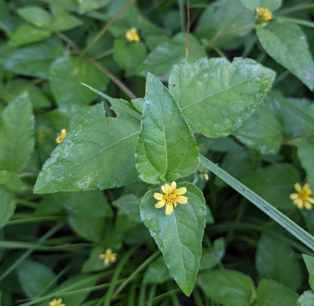 straggler daisy from Bexar County, US-TX, US on June 19, 2021 at 08:35 ...