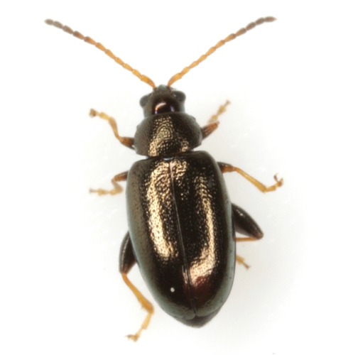 Bronzy Brassica Flea Beetle (Phyllotreta aeneicollis)