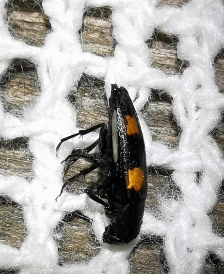 Dircaea australis Fairmaire, 1856