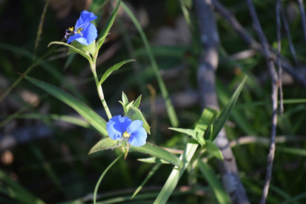 whitemouth dayflower from Taylor County, TX, USA on June 19, 2021 at 08 ...