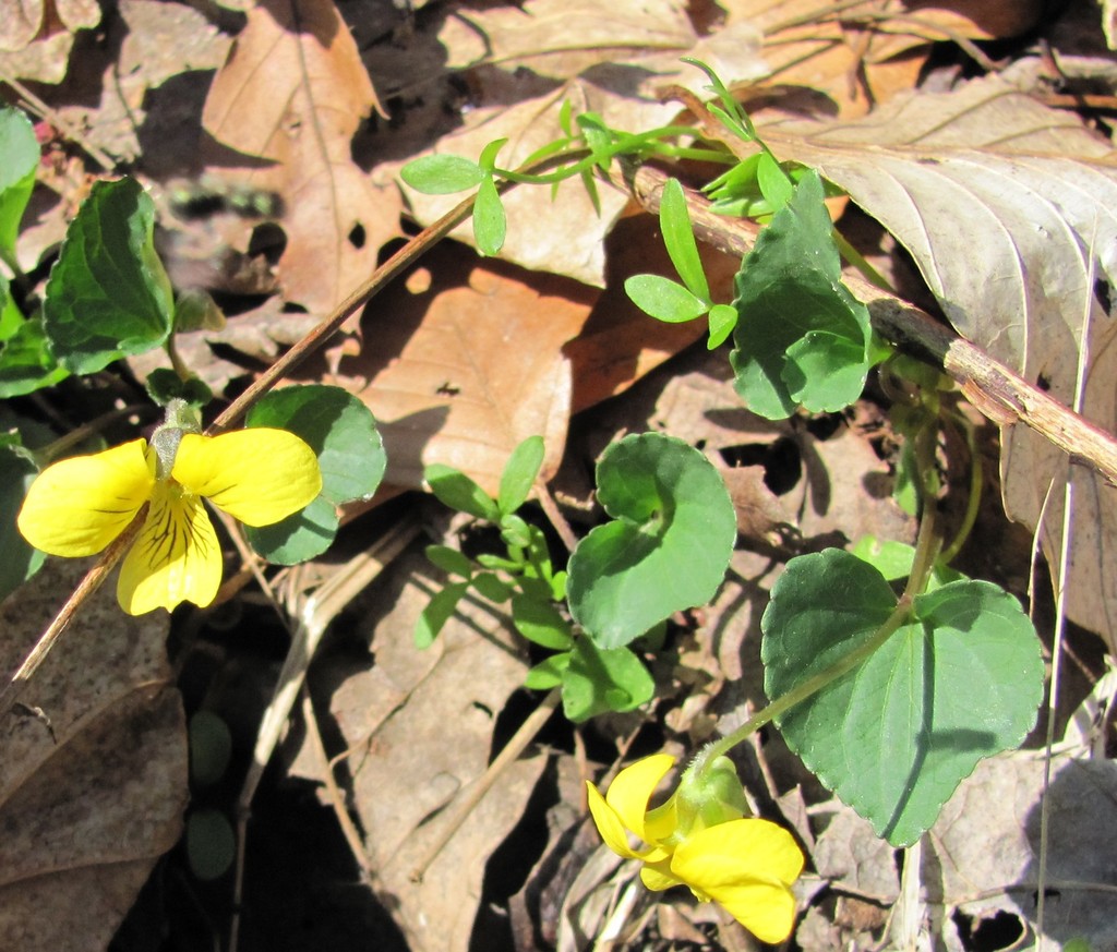 Smooth Yellow Violet in March 2012 by Chuck Thomas. Viola pubescens ...