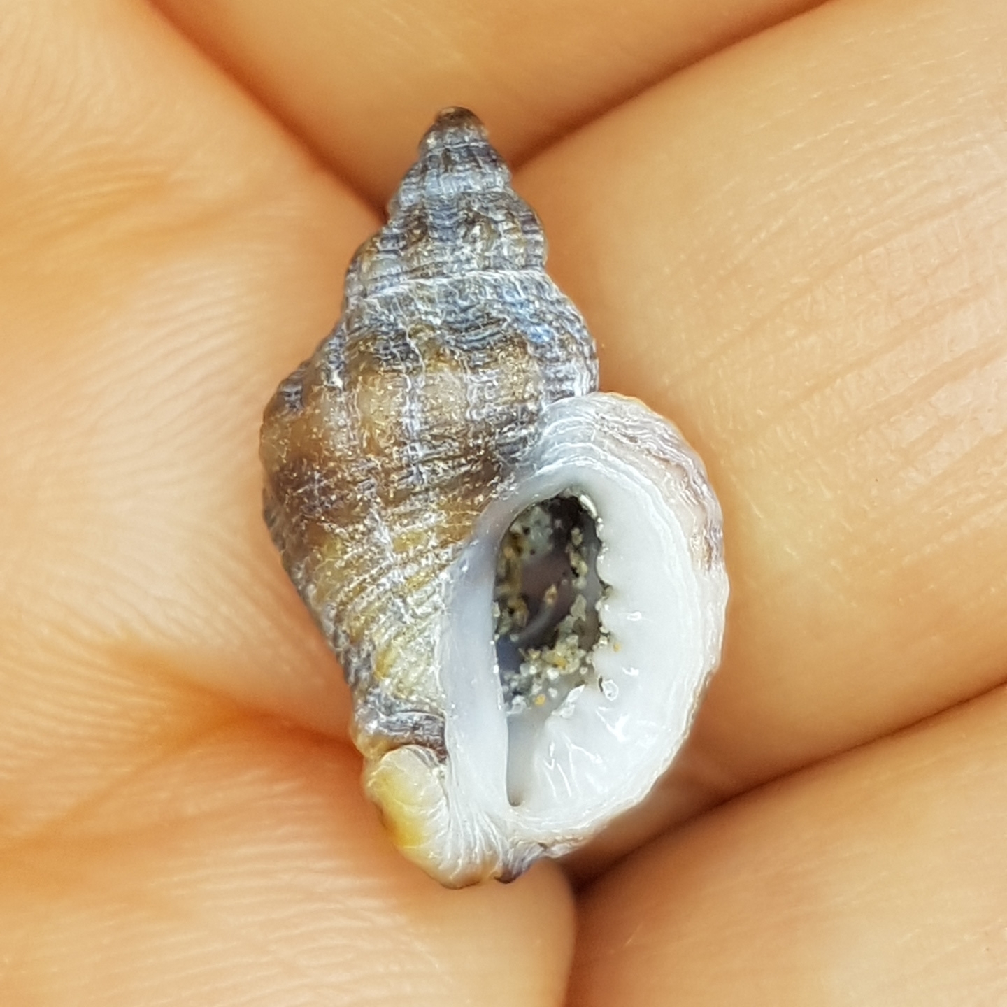 Ocenebra edwardsii (Payraudeau, 1826)