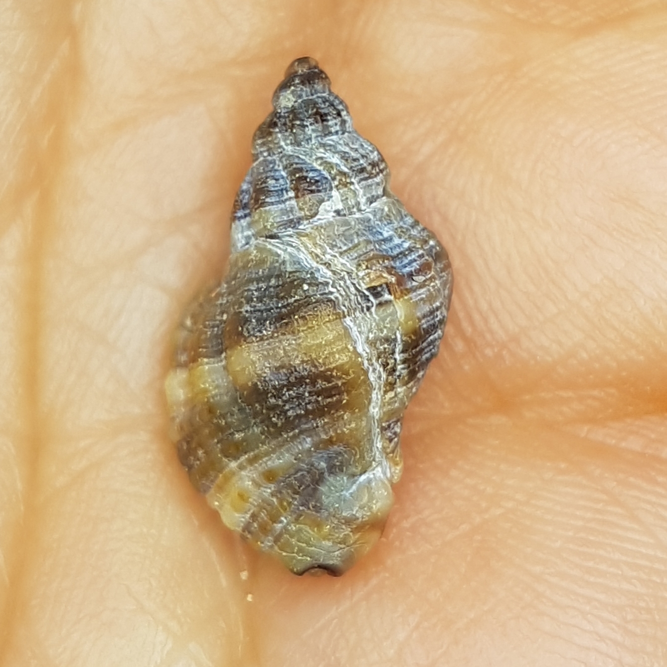 Ocenebra edwardsii (Payraudeau, 1826)