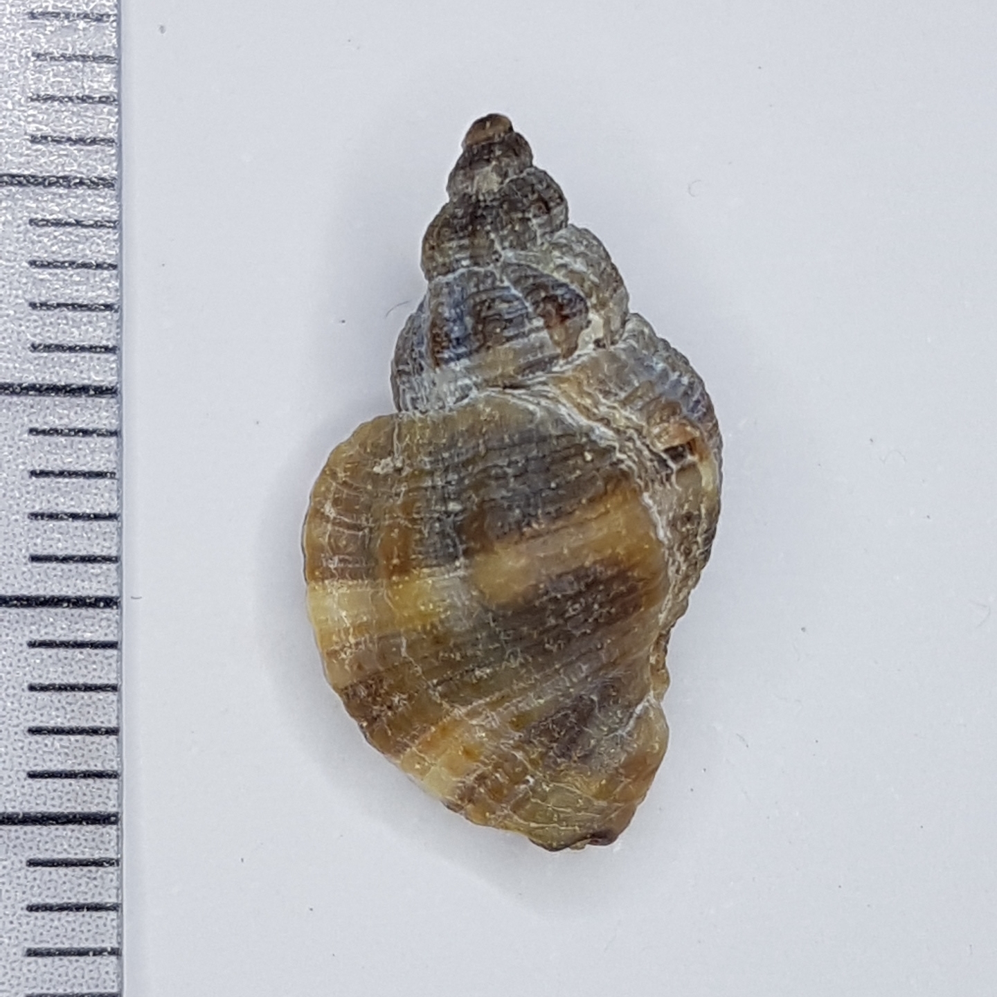 Ocenebra edwardsii (Payraudeau, 1826)