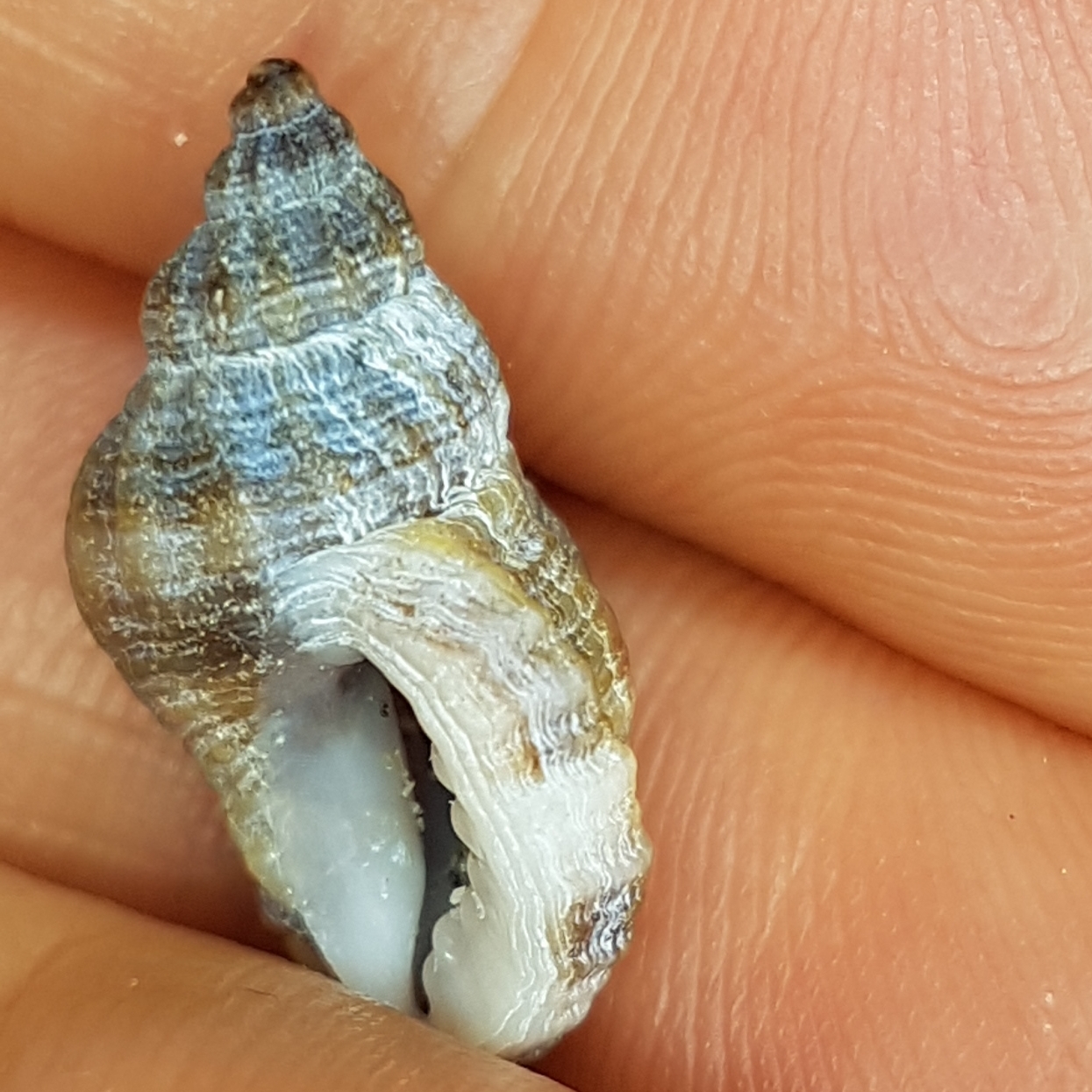 Ocenebra edwardsii (Payraudeau, 1826)