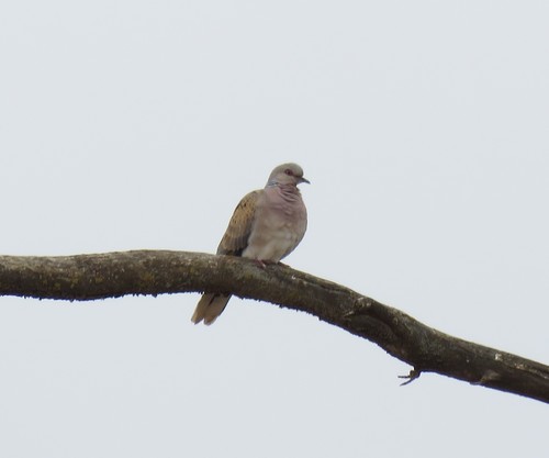 Persian Turtle Dove (Subspecies Streptopelia turtur arenicola ...