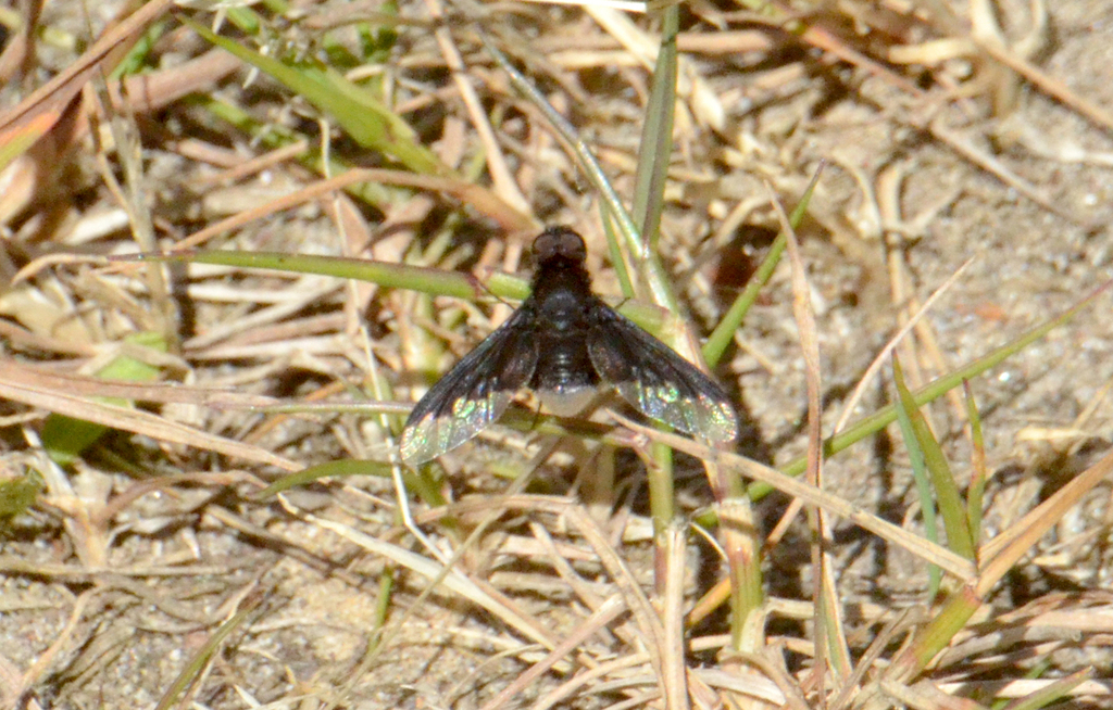 Black Bee Fly from Warrenton, OR, USA on June 19, 2021 at 11:08 AM by ...