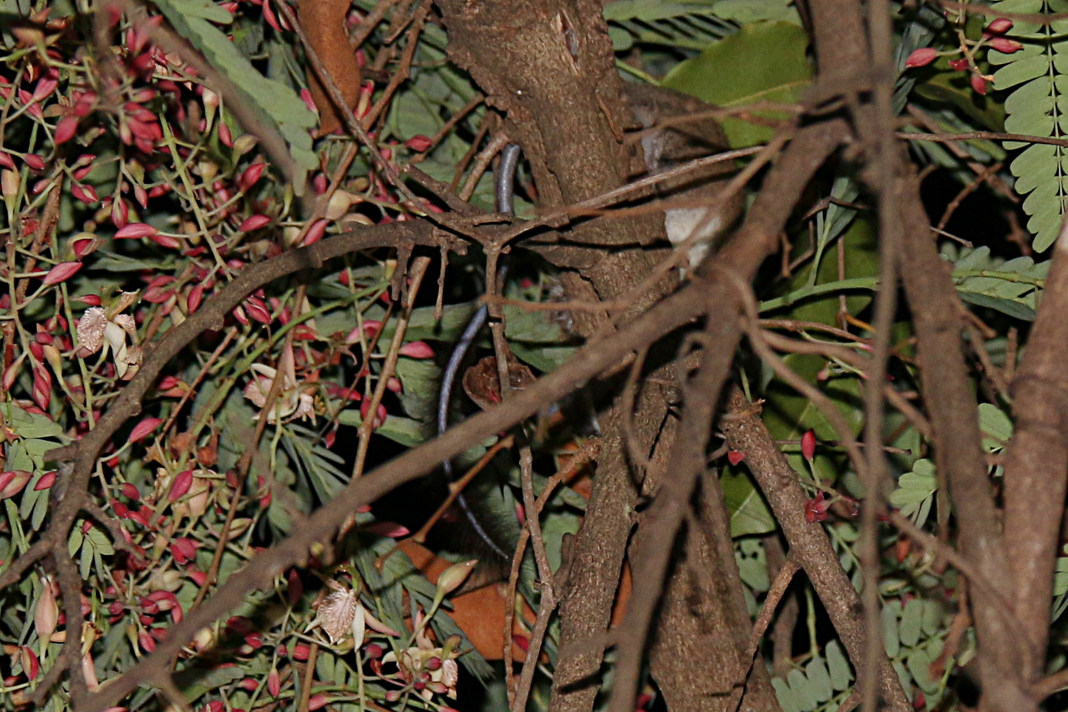 Eliurus Milne-Edwards, 1885