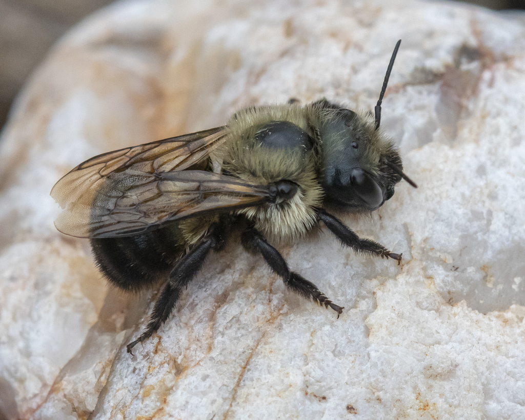 Bufflehead Mason Bee from Sussex Corner, NB, Canada on June 19, 2021 at ...