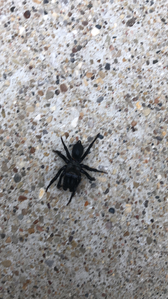 Black Purseweb Spider from Charleston on June 19, 2021 at 06:35 PM by ...
