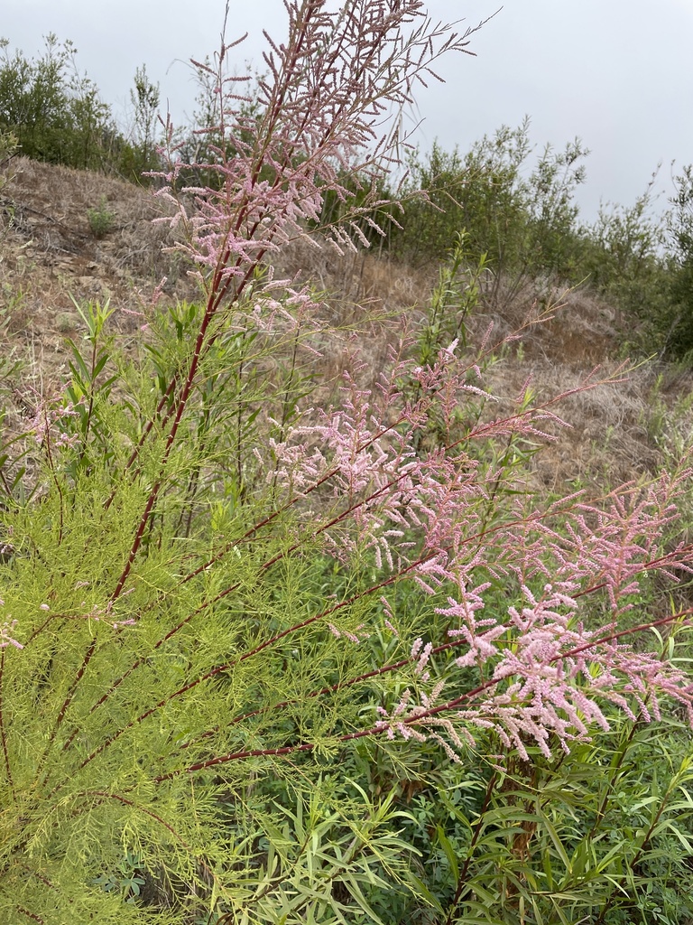 Tamarix chinensis (Chinese Tamarisk) - plant details - WorldFloraDB