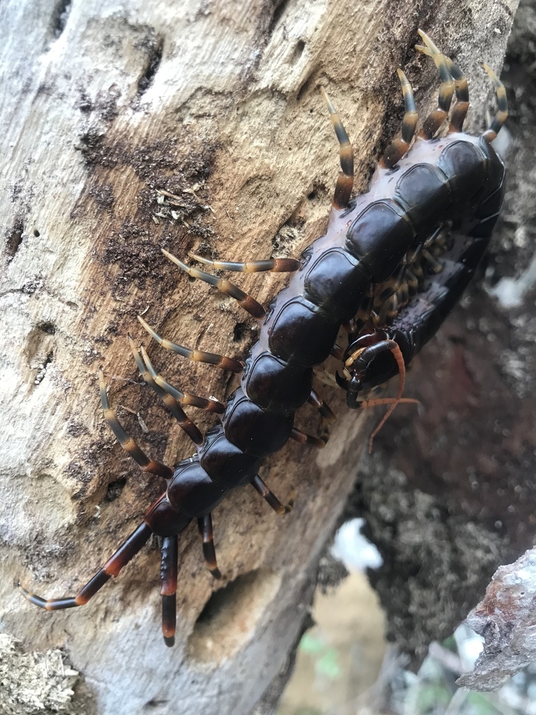 Galápagos centipede from Santa Cruz, EC-GA, EC on June 19, 2021 at 03: ...