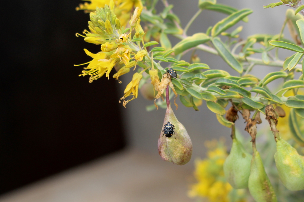 Bladderpod from County Line Beach, Malibu, California, USA on June 18 ...