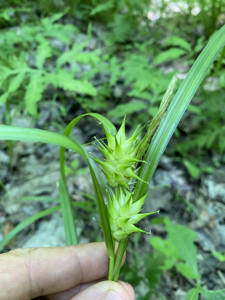 hop sedge from Ottawa National Forest, Ontonagon, MI, US on June 19 ...