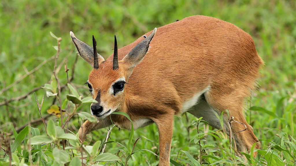Typical Antelopes (Antilopini) - Know Your Mammals