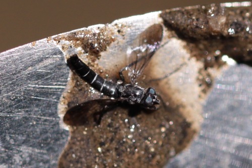 Phycus frommeri · iNaturalist