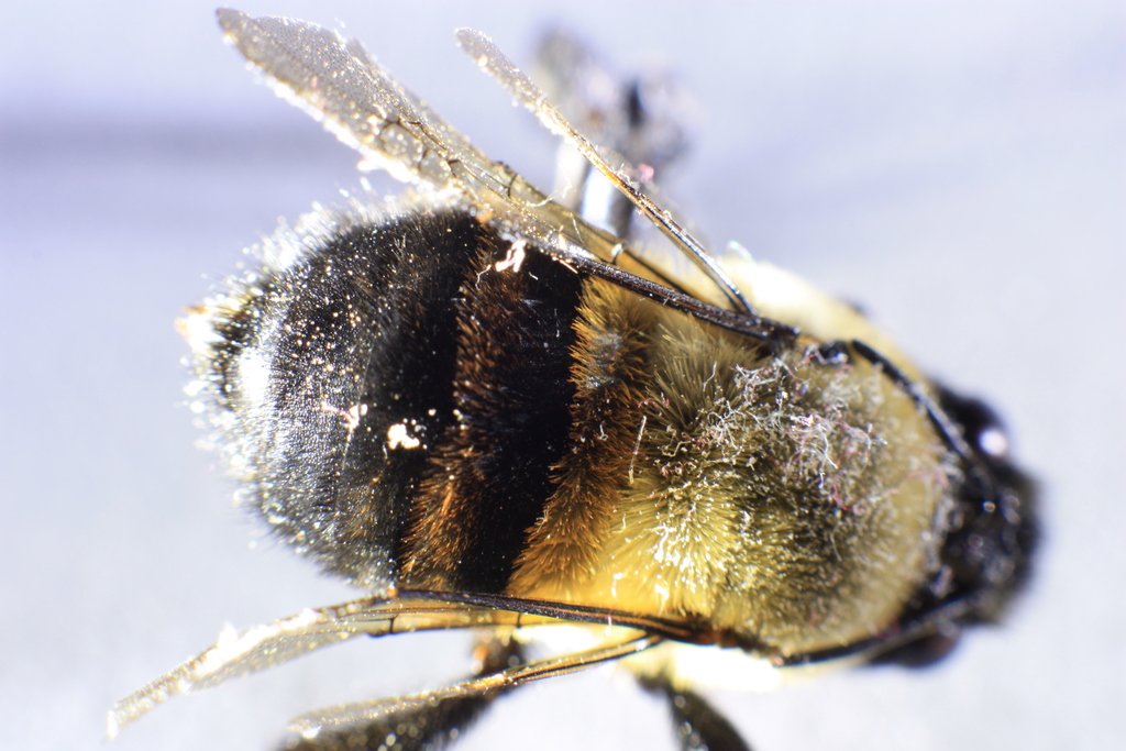 Abrupt Digger Bee from Belvidere, IL 61008, USA on June 15, 2021 by ...