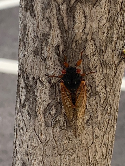 Periodical Cicadas from Bellefontaine, OH 43311, USA on June 10, 2021 ...
