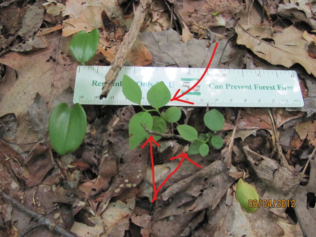 Blue Ridge blueberry in June 2012 by Chuck Thomas. browsed plant in a ...