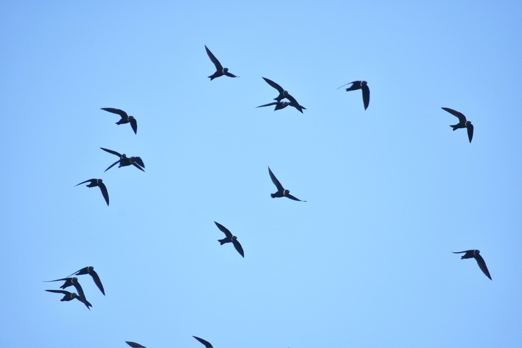 White-collared Swift from Aquismón, S.L.P., México on October 22, 2020 ...